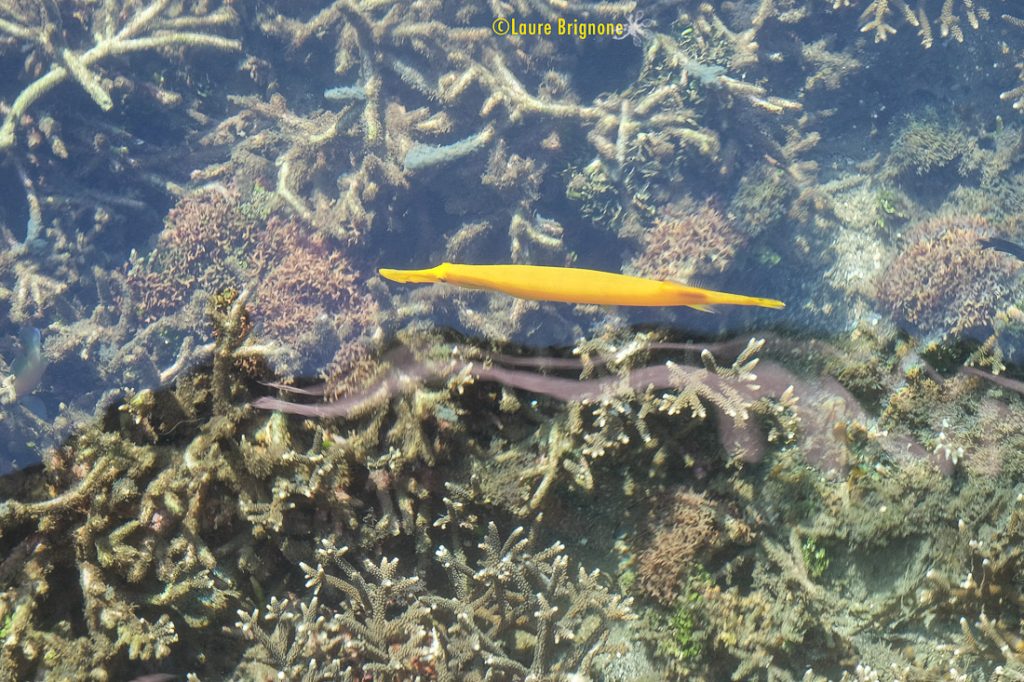 Le monde des poissons #3 : allonger son corps avec des airs musicaux ...