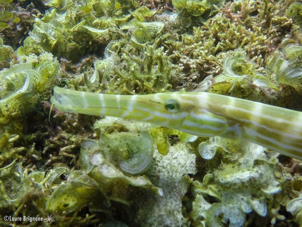 Le monde des poissons #3 : allonger son corps avec des airs musicaux ...